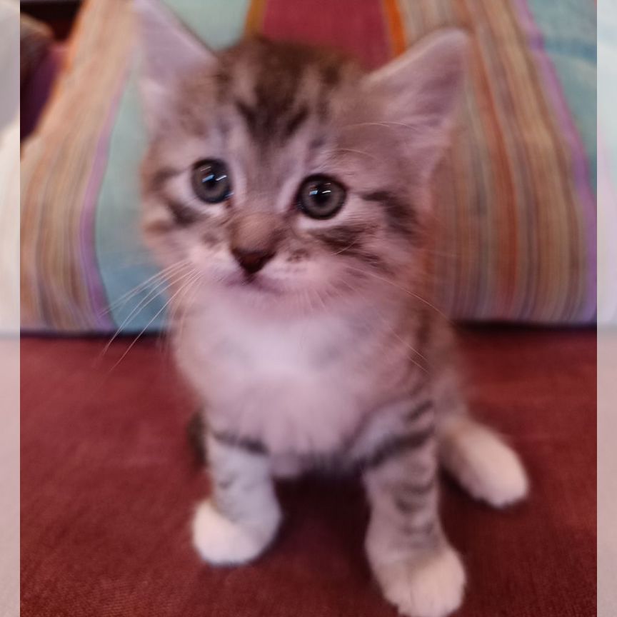 Котёнок от частного владельца