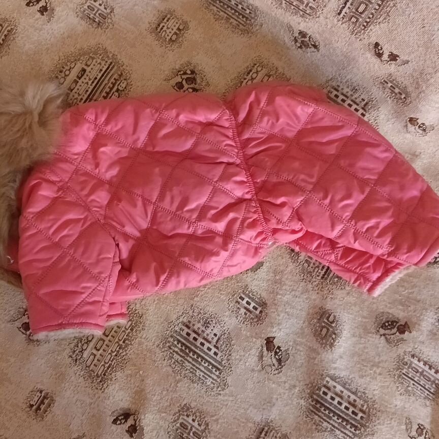 Русский той-терьер, взрослая собака