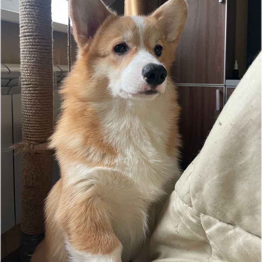 Вельш Корги Пемброк, взрослая собака