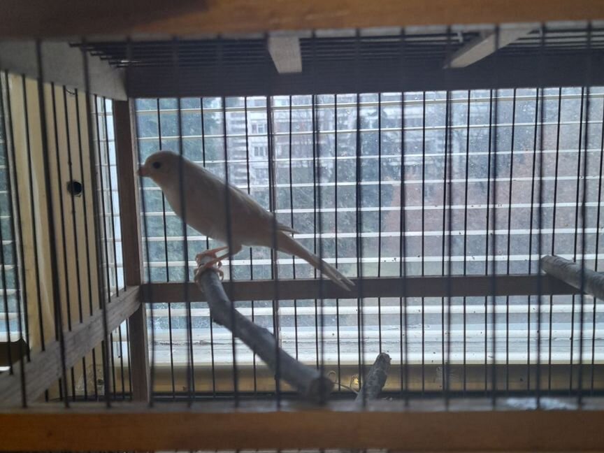 Канарейка самка