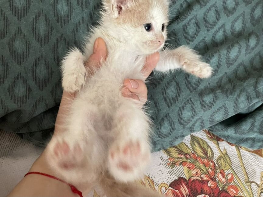 Прелестные котята сибирской породы