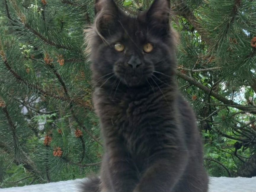 Девочка красавица, Пантера