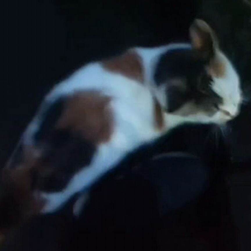 Взрослая кошка в добрые руки