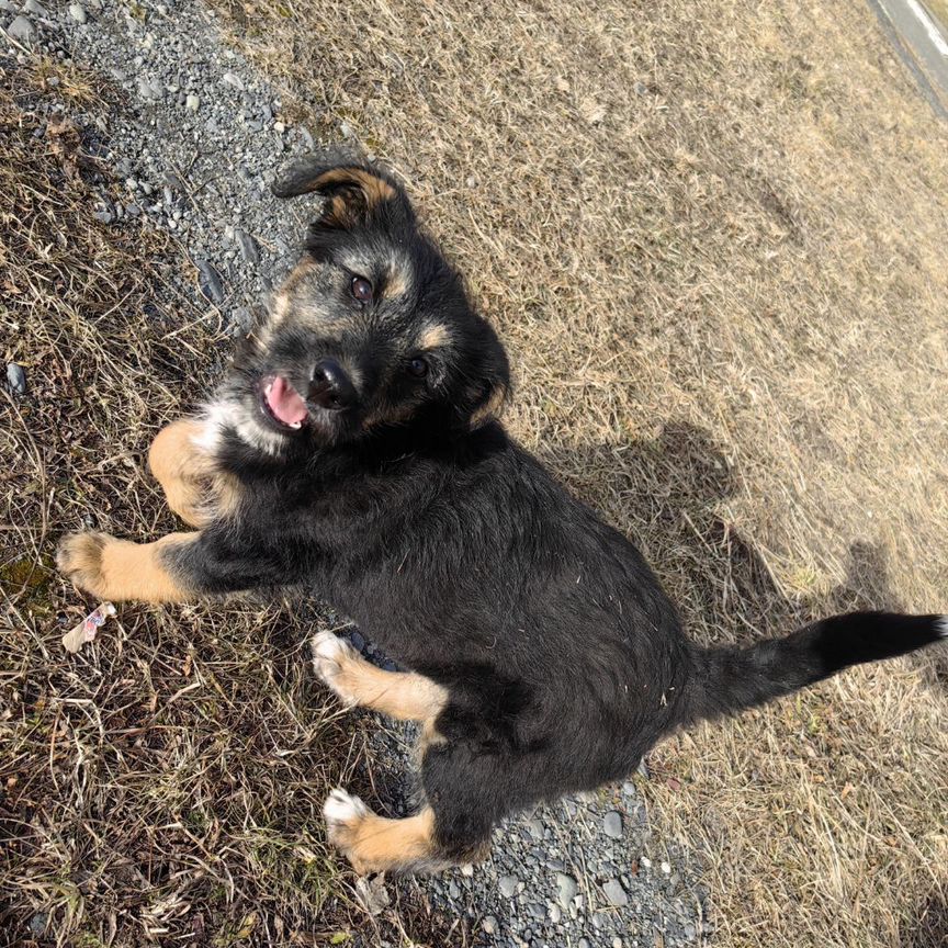 Немецкая овчарка