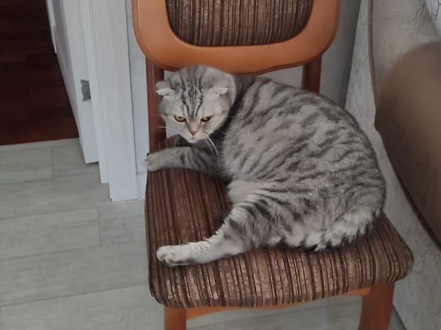 Шотландская вислоухая кошка бесплатно