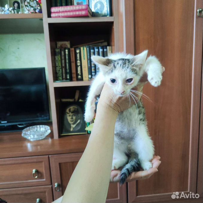 Спасённый котенок Кокос временный дом