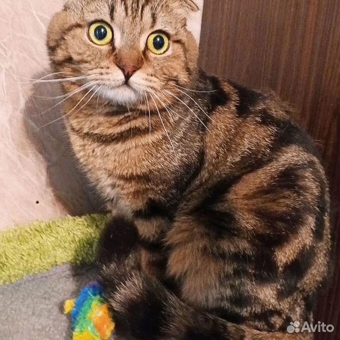 Безумно красивый мраморный молодой вислоух в дар