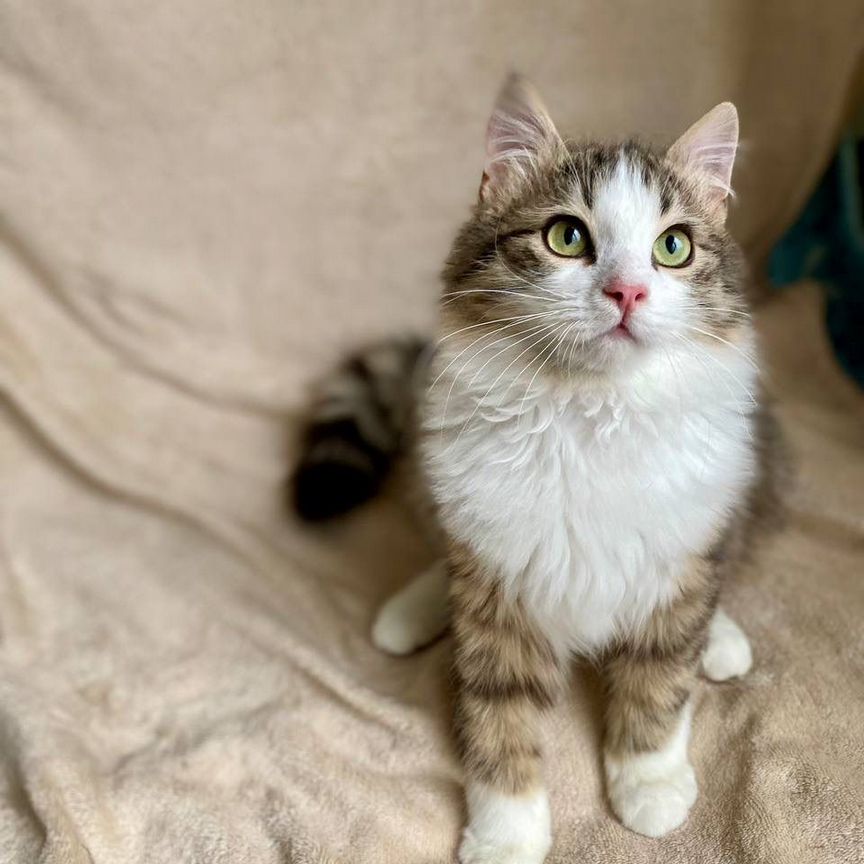 Котенок пушистый великолепный в дар