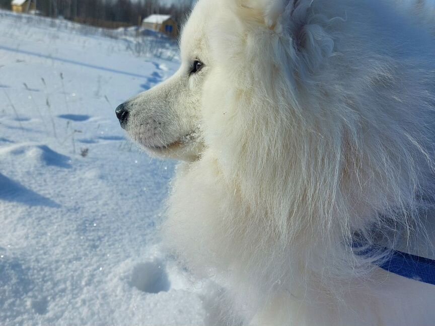 Самоедская лайка мальчик для вязки