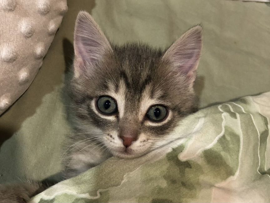 Котенок в добрые руки