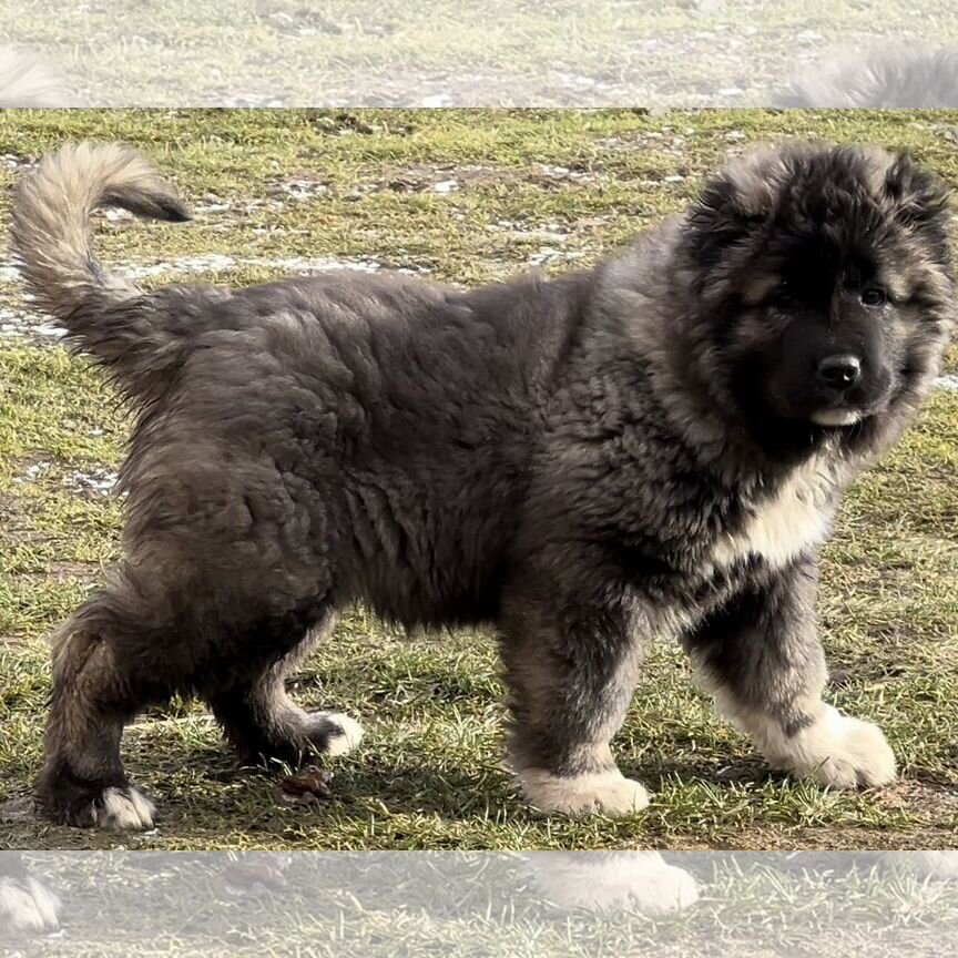 Кавказская овчарка