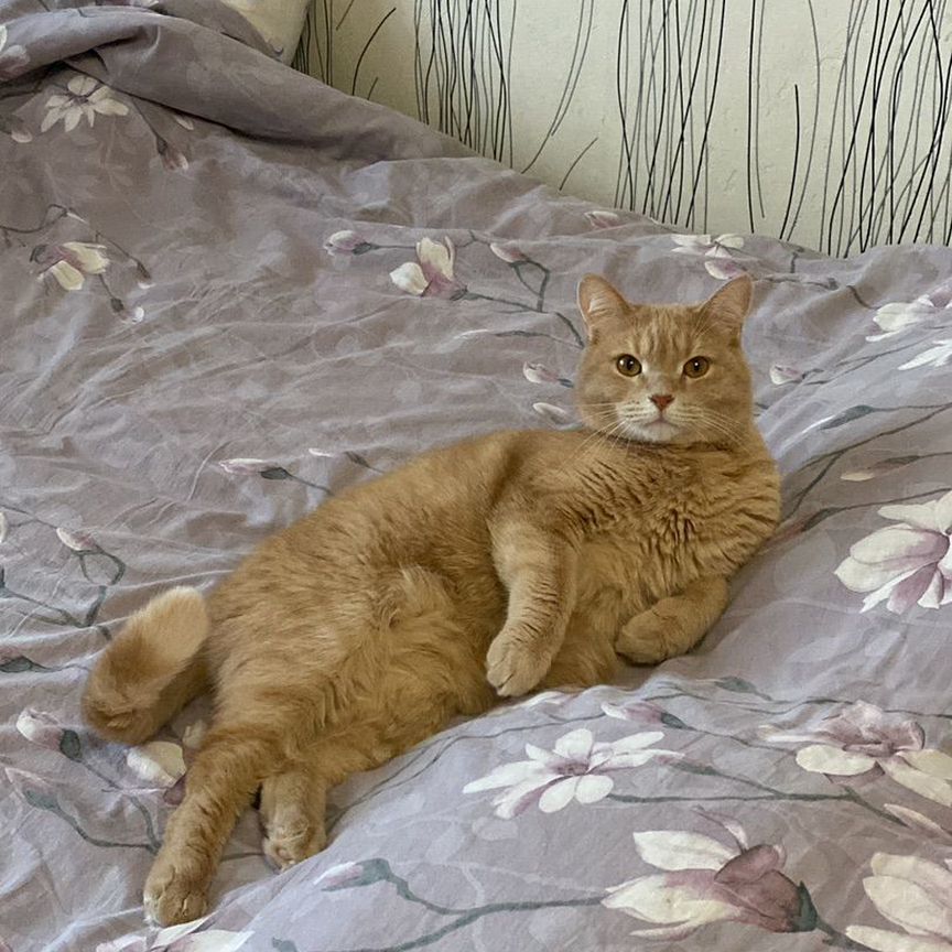 Харизматичный кот