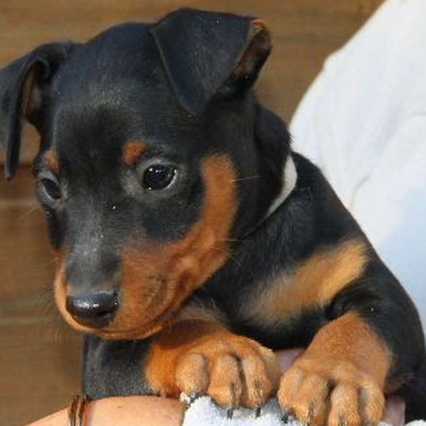 Цвергпинчер, щенок