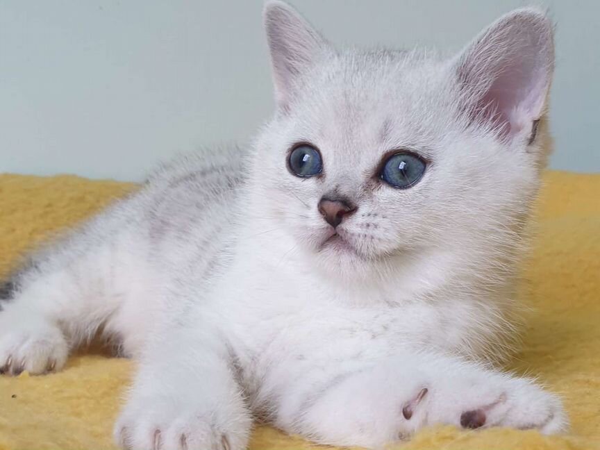 Британская короткошерстная кошка