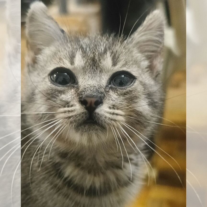 Котёнок от частного владельца