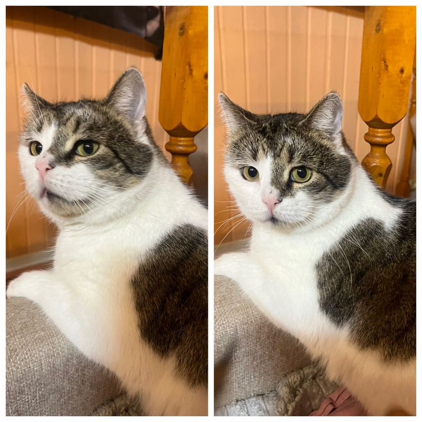 Пончик в добрые руки