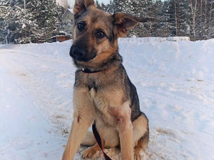 Щенок очень ищет дом/ в добрые руки/ бесплатно