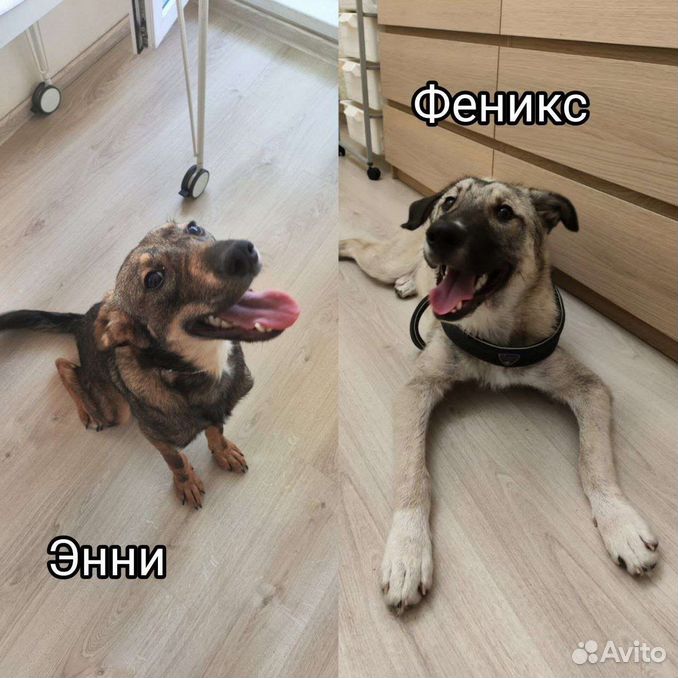 Щенки брат и сестра