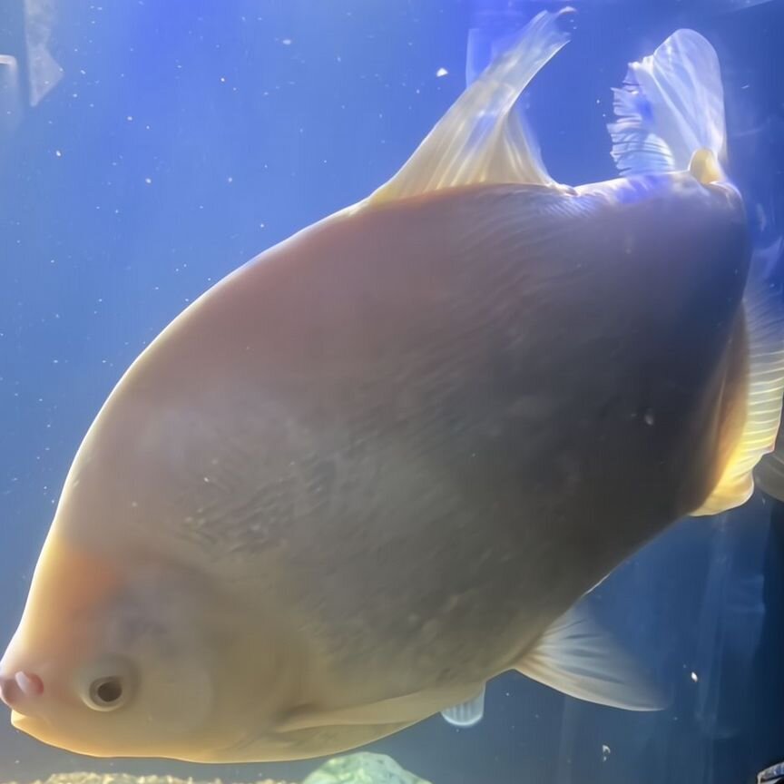 Рыба Паку белая