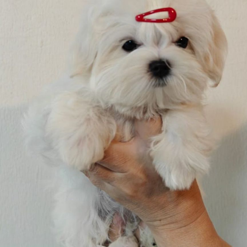 Мальтезе мини/ Мальтийская болонка Корея