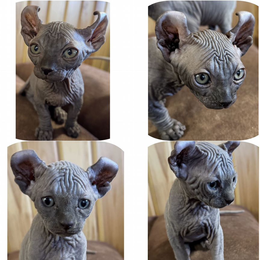 Канадский сфинкс котёнок