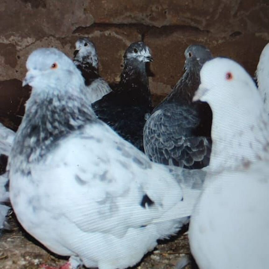 Мясные голуби