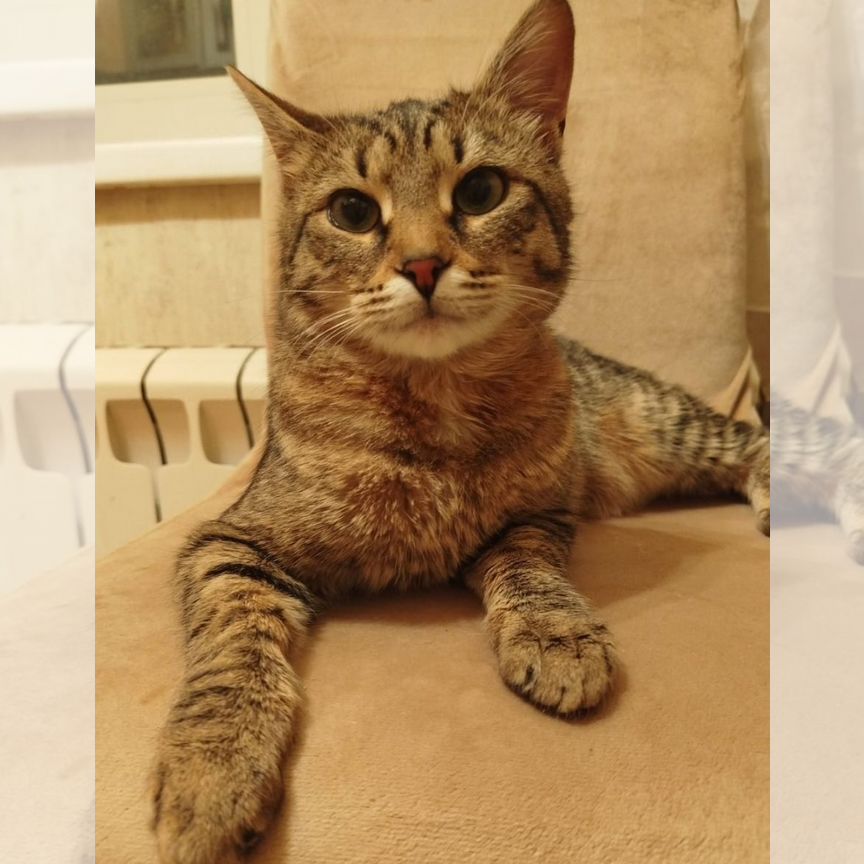 Кошечка 6 месяцев