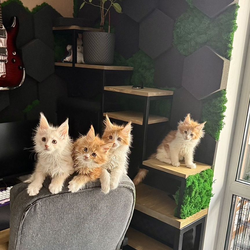 Котята мейн-кун