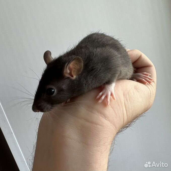 Домашние животные крысы