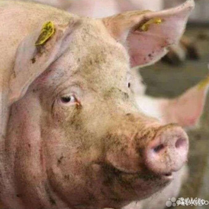 Продам кабана (борова) на племя