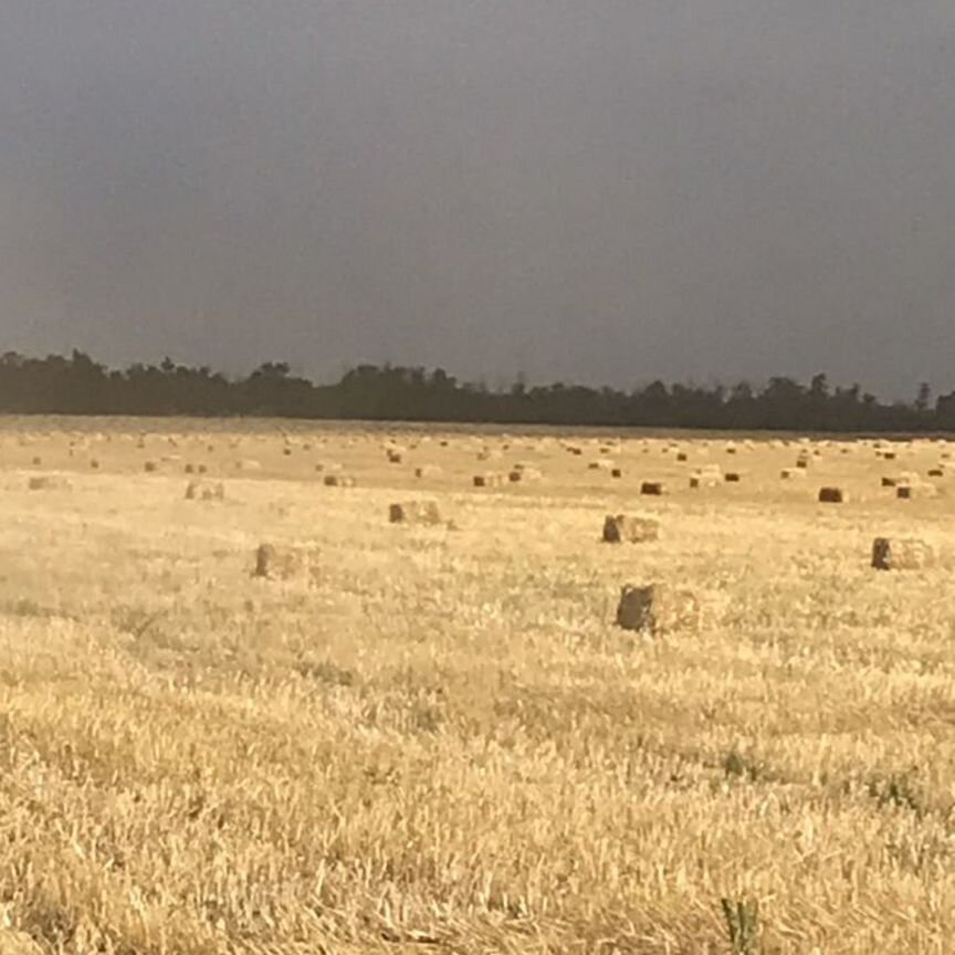 Солома ячменная