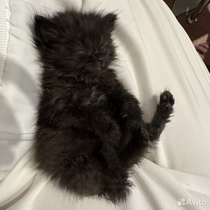 Котенок 2 недельный