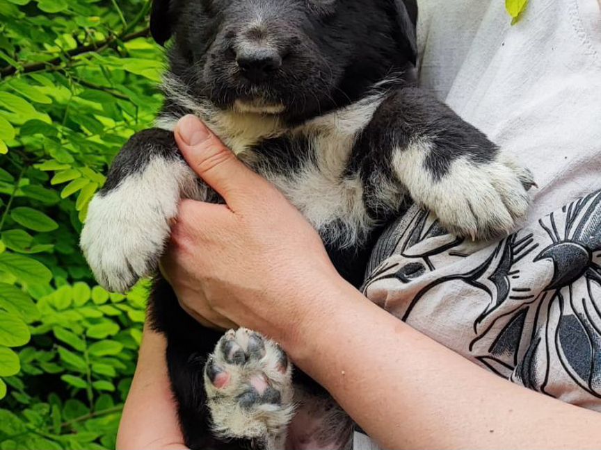 Дворянка в добрые ручки