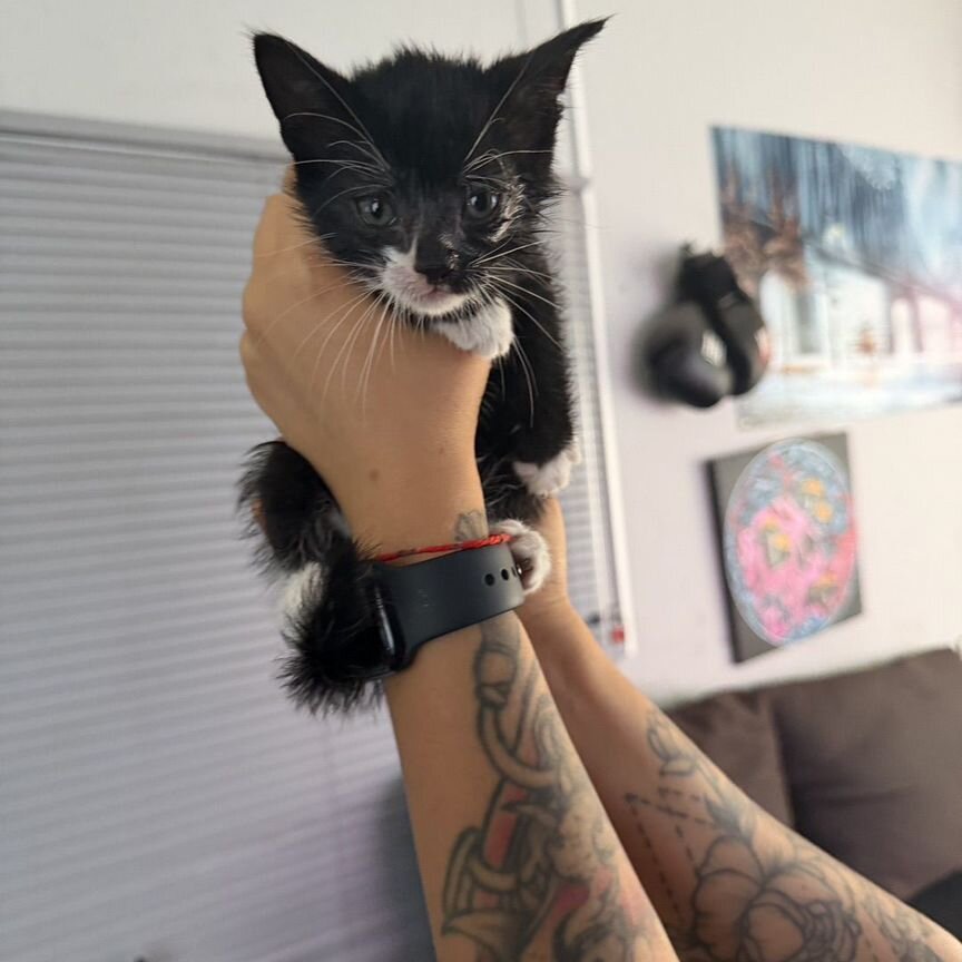 Котёнок в добрые руки