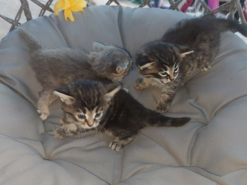 Котята - очеровашки