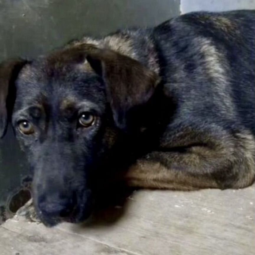 Взрослая собака в добрые руки