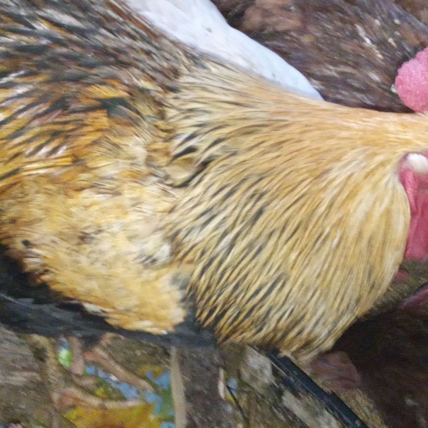 Один петух 800