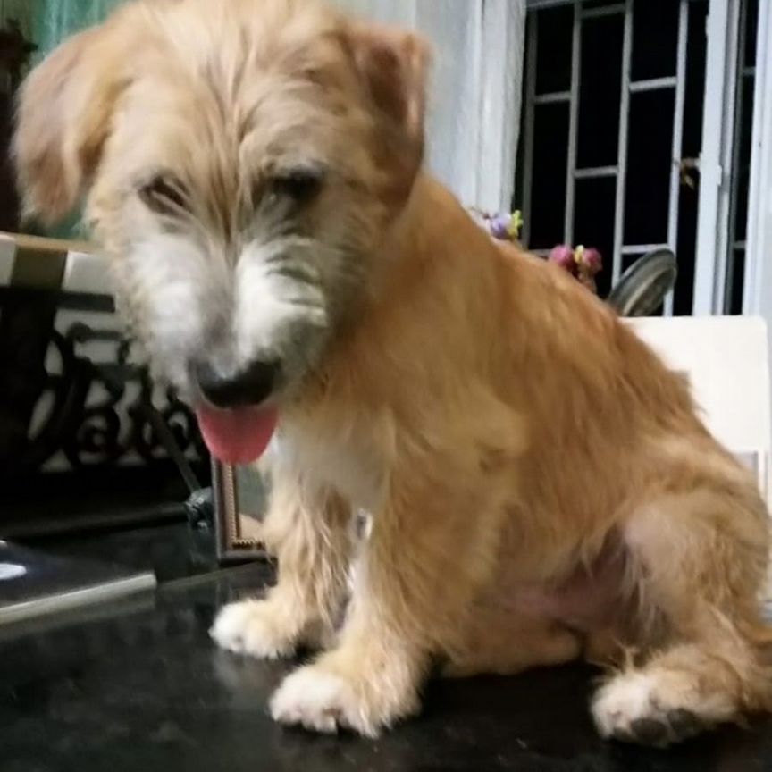 Собака в добрые руки щенок