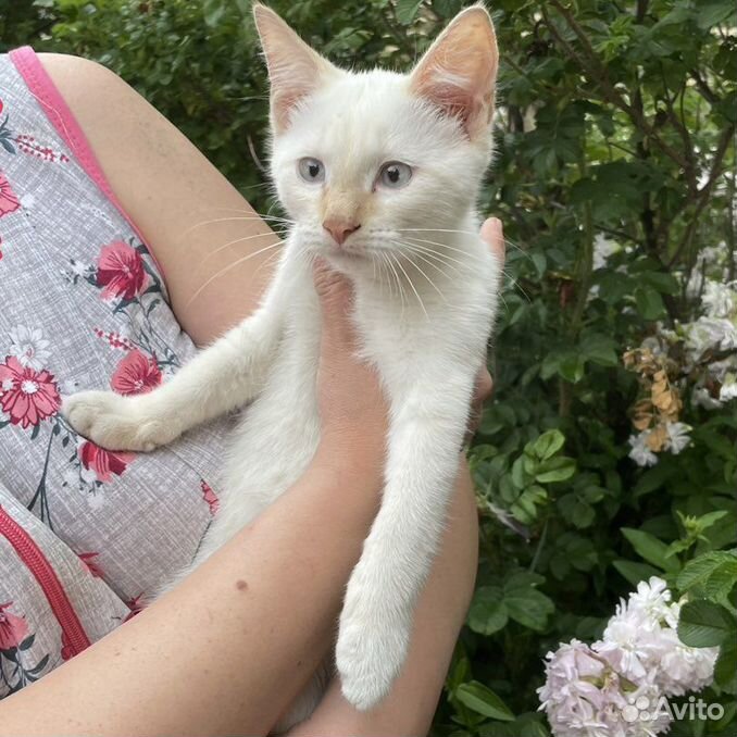 Тайская ред пойнт котенок пропадает на улице
