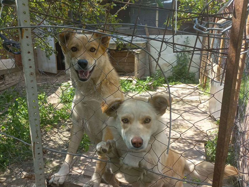 Собаки в добрые руки