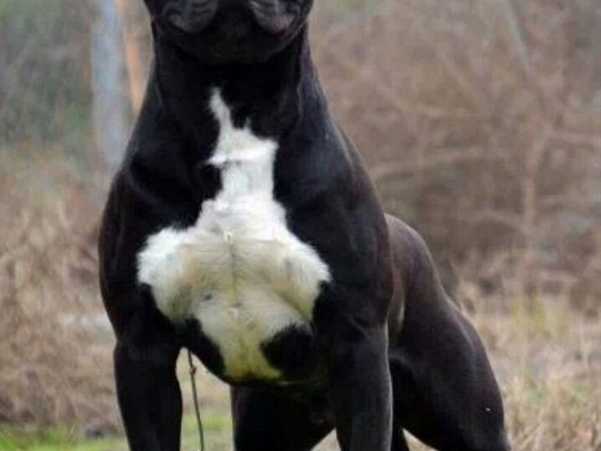 Стаффордширский терьер в добрые руки