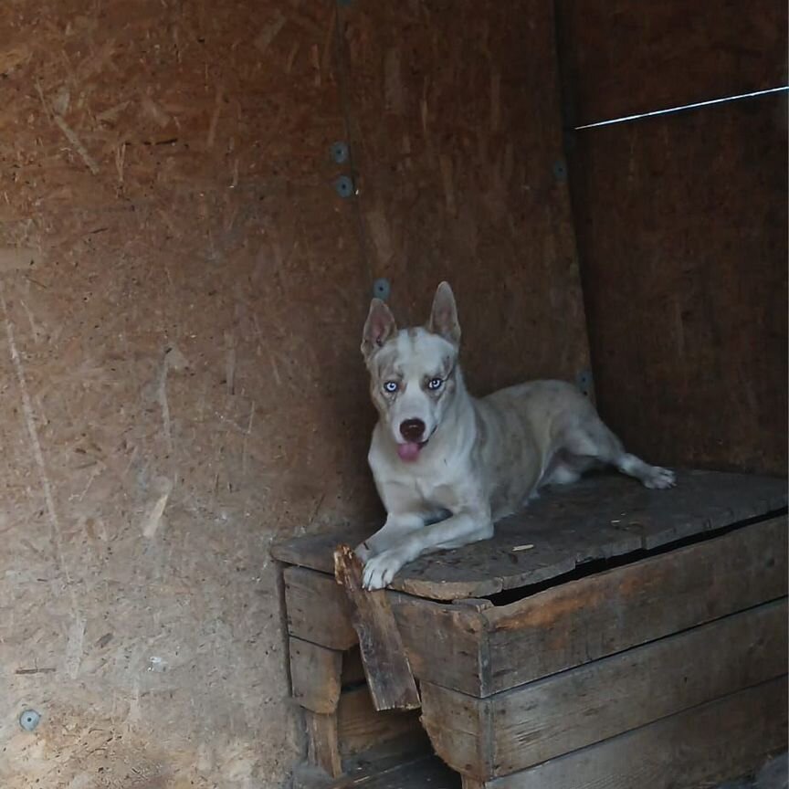 Собака в добрые руки