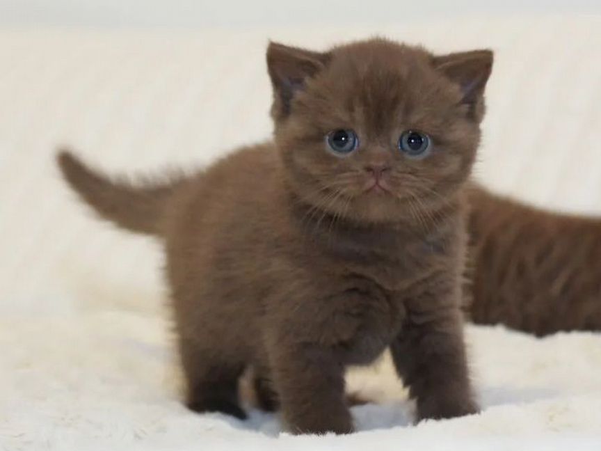 Британский мальчик