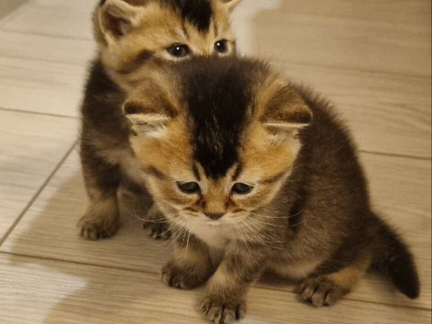 Котёнок золотая шиншилла Британец