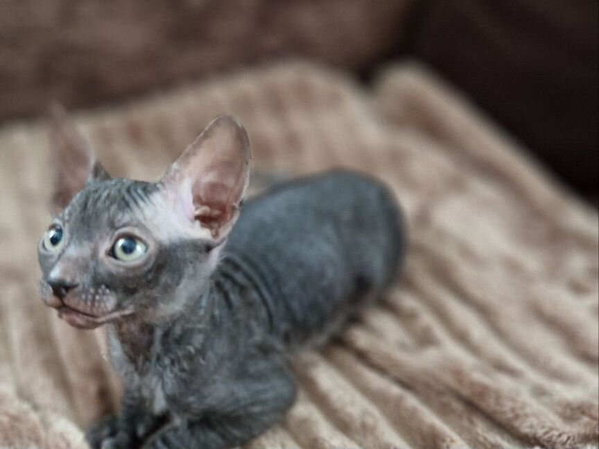 Донской сфинкс котята