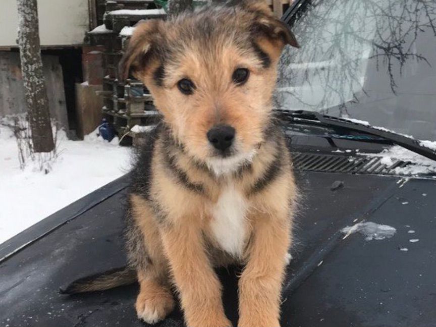 Собака в добрые руки отдам бесплатно