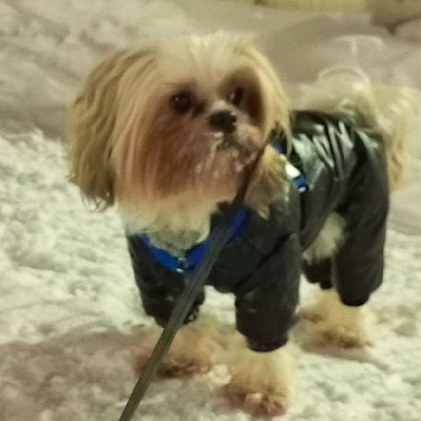 Одежда для собак мелких пород зима
