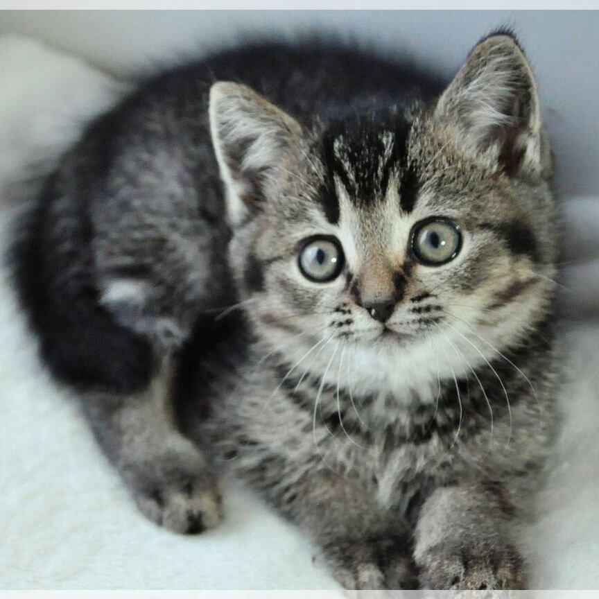 Шотландский прямоухий короткошёрстный котёнок