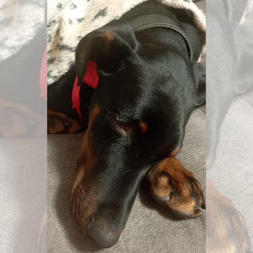 Доберман, щенок