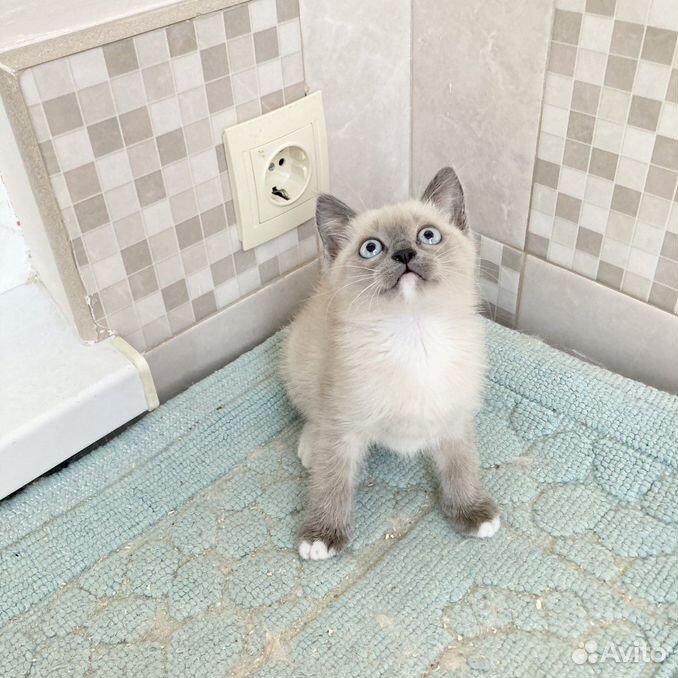 Малыш Рэгдолл самый нежный